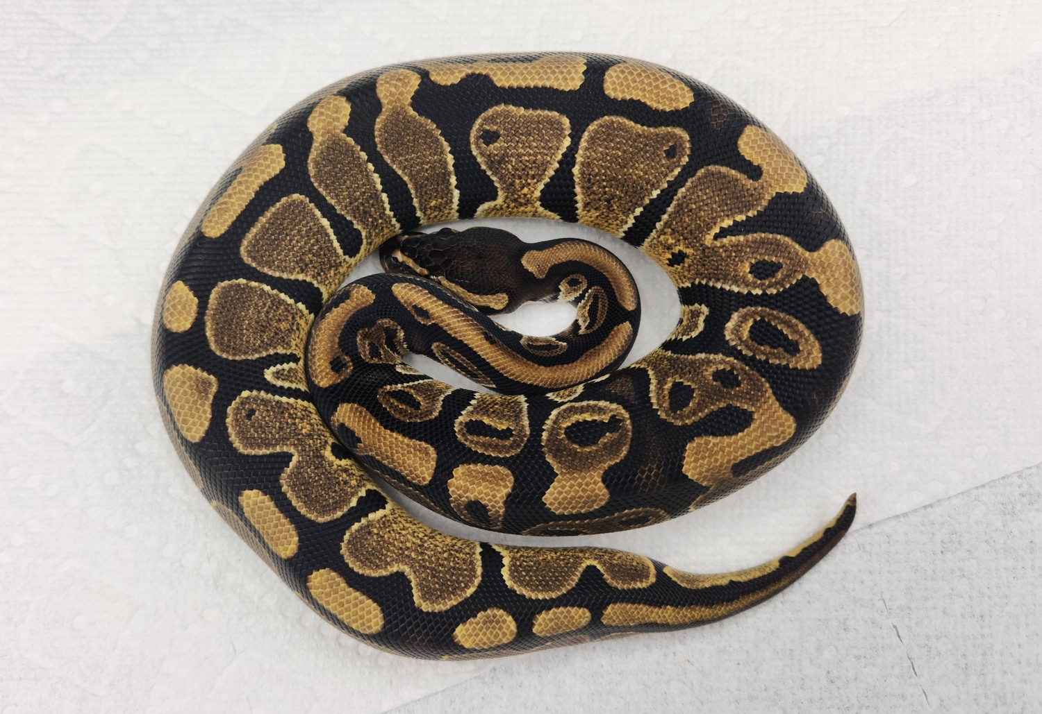 Het Pied Ball Python by Allison Hyde - MorphMarket