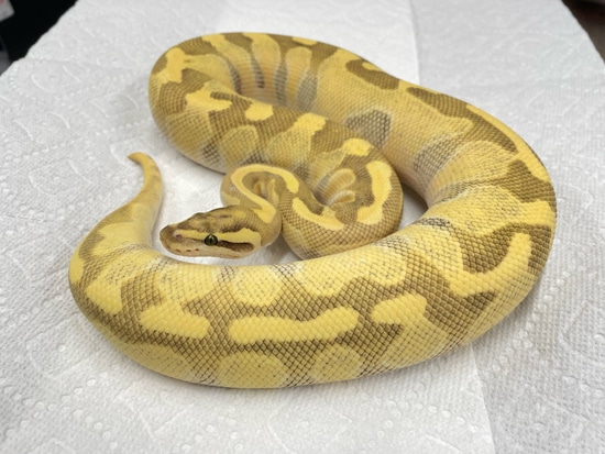 Butter Fire Enchi Ball Python by Paranormal Pythons