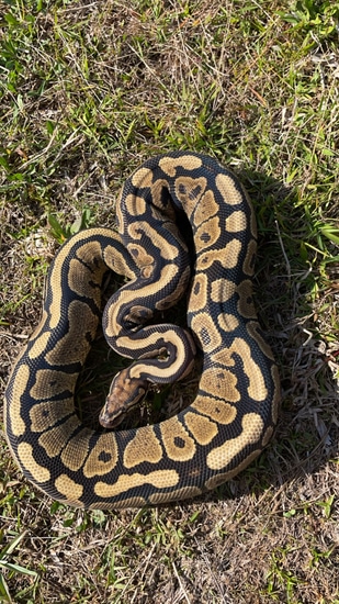Spotnose Ball Python by Paranormal Pythons