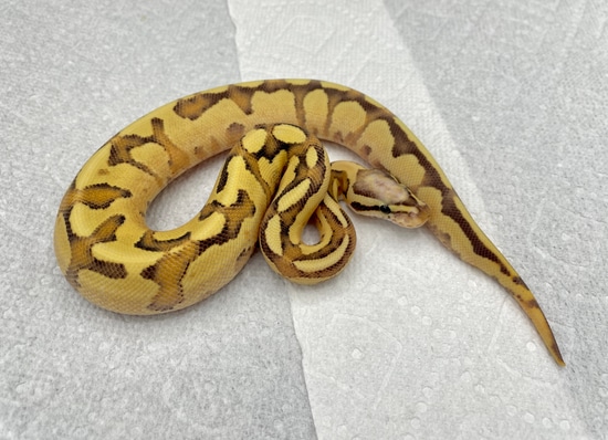 Cream Dream Ball Python by Paranormal Pythons