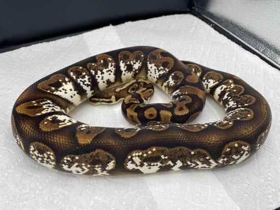 Pastel Sugar Yellowbelly/Gravel Ball Python by Paranormal Pythons