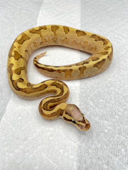 Vanilla Cream Ball Python by Paranormal Pythons