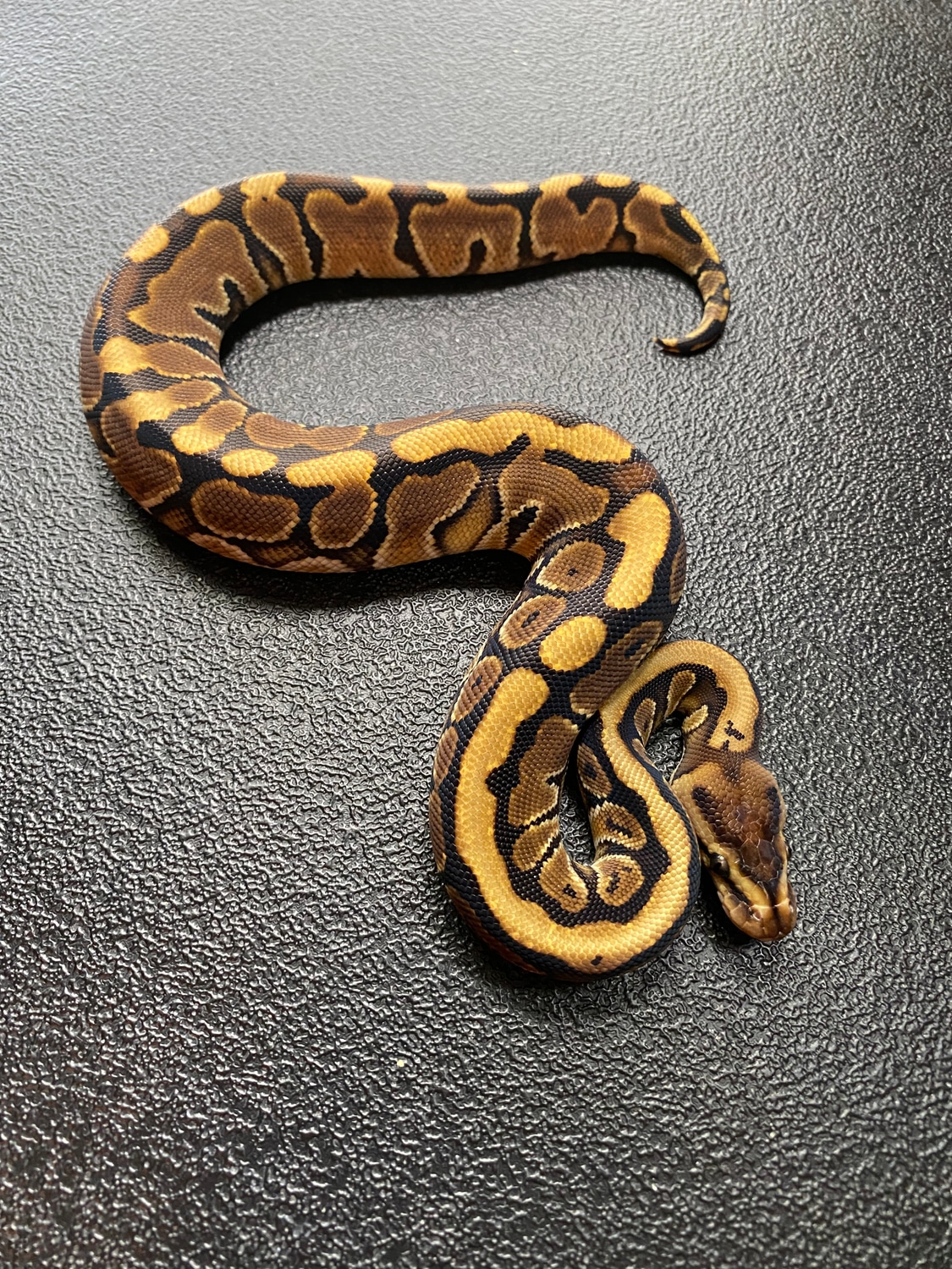 Hidden Gene Woma Yellow Belly 100% Het Genetic Stripe Ball Python by ...