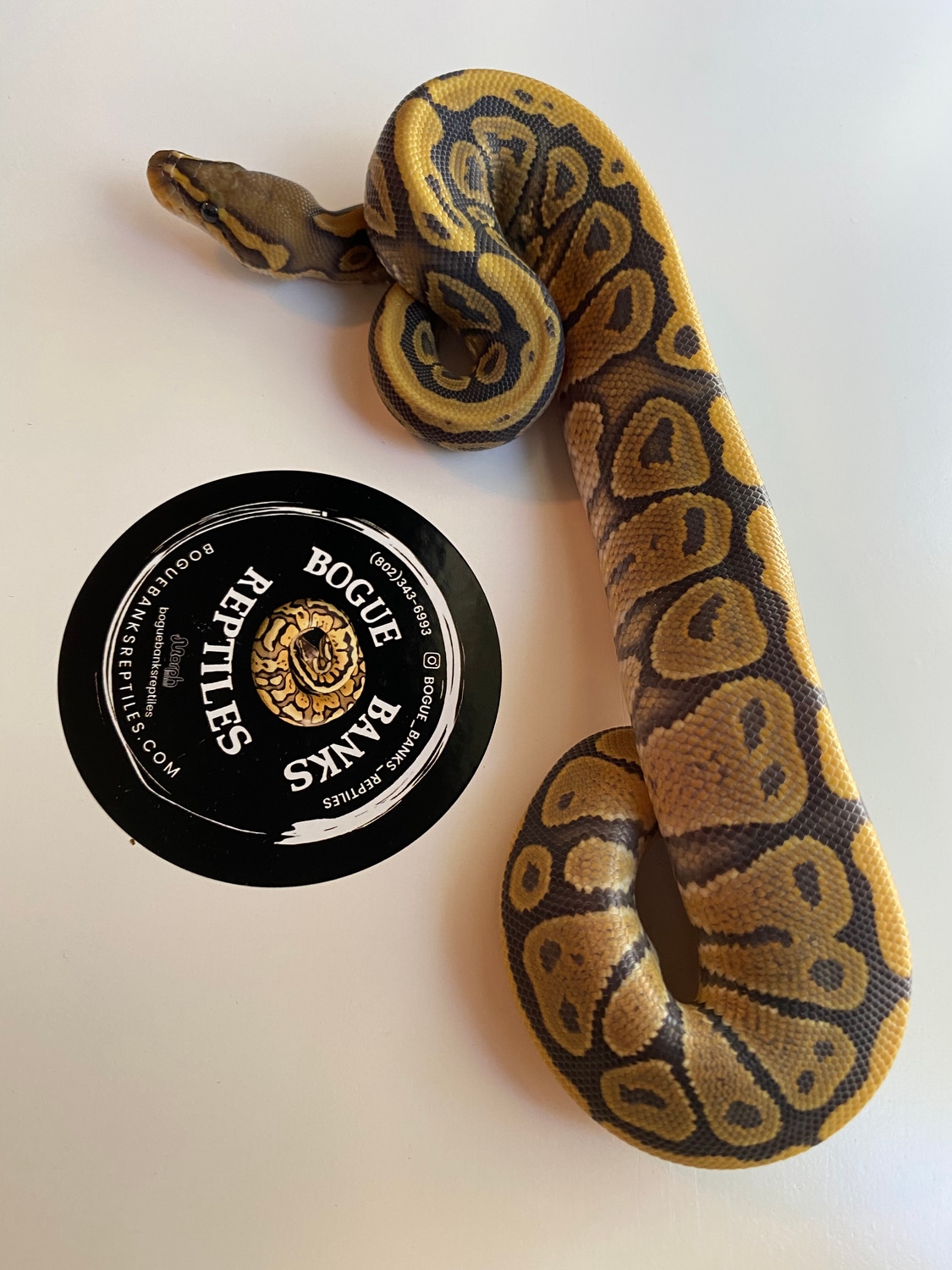 Orange Ghost Ball Python by BogueBanksReptiles - MorphMarket