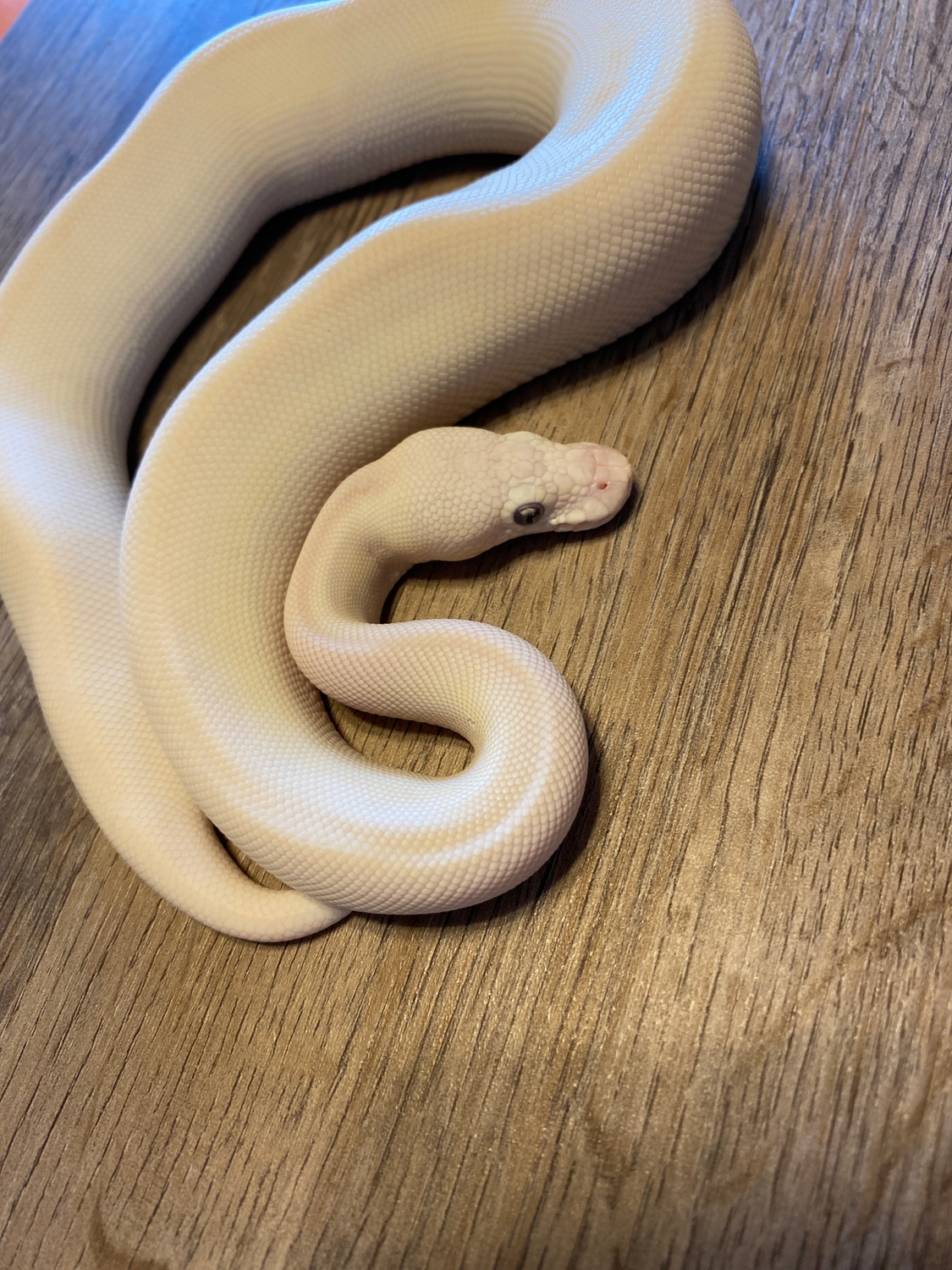 Female Blue Eyed Luecistic Ball Python by BogueBanksReptiles - MorphMarket