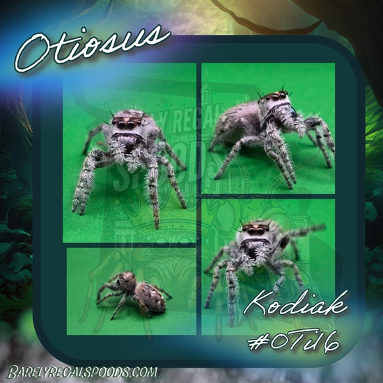 'KODIAK' Phidippus Otiosus Canopy Jumping Spider by Barely Regal Spoods ...