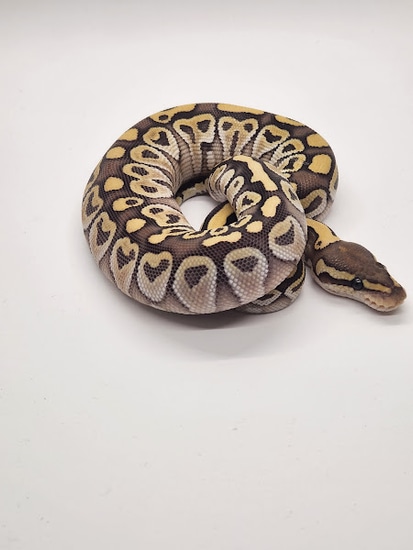 Butter 100% Het Clown Ball Python by Salt City Serpents
