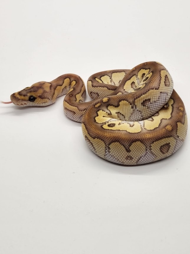 Butter Clown Ball Python by Salt City Serpents - MorphMarket