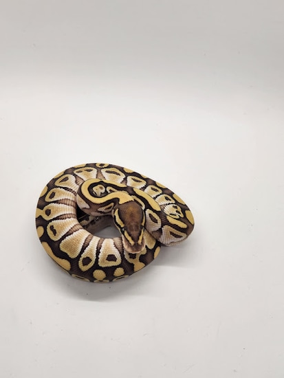 Butter 100% Het Clown Ball Python by Salt City Serpents