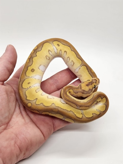 Butter Clown Ball Python by Salt City Serpents