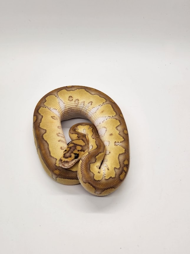 *Free Shipping* Male Butter Clown Ball Python by Salt City Serpents ...