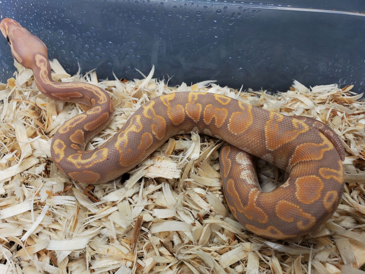 Super GHI Banana Ball Python by Ryan & Liz's Ball Pythons - MorphMarket