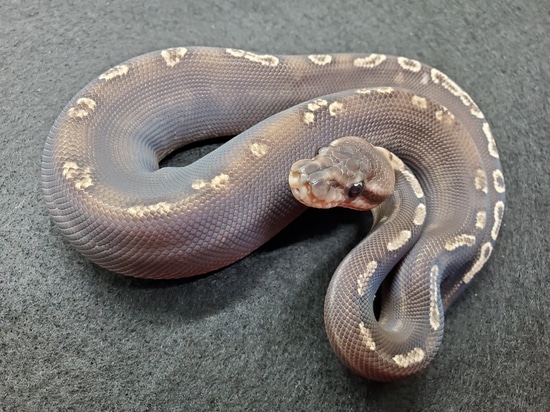 Amazing Super GHI Black Pastel Ball Python by R & L Reptile