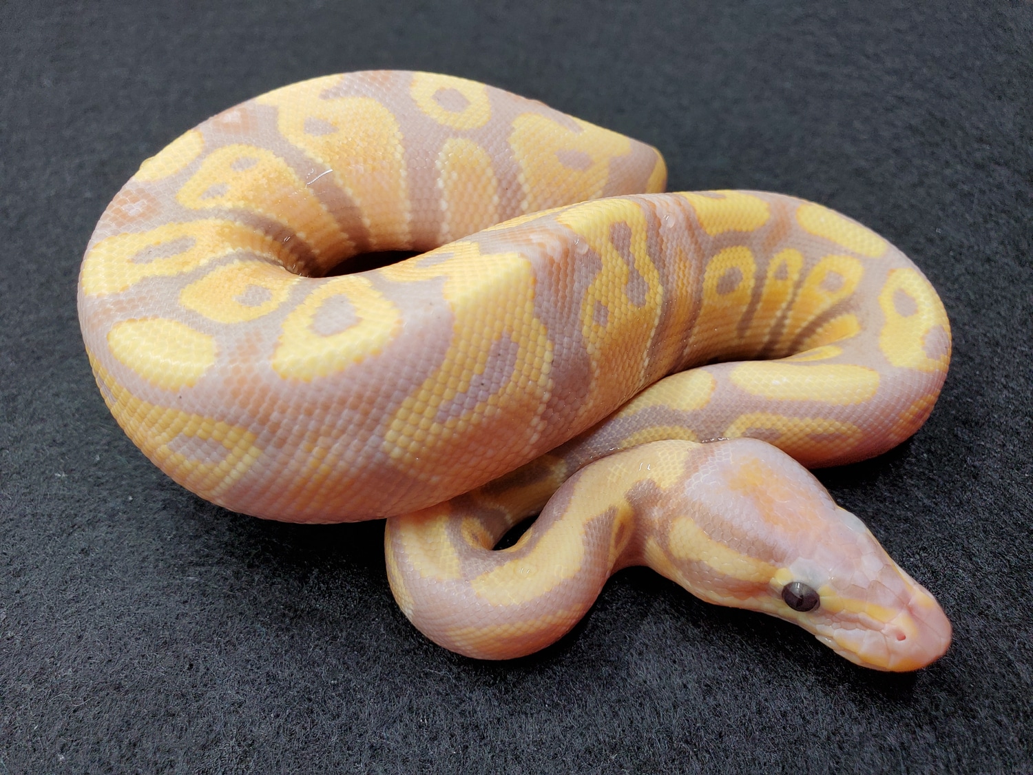 Orange Dream Coral Glow Ball Python by R & L Reptile - MorphMarket