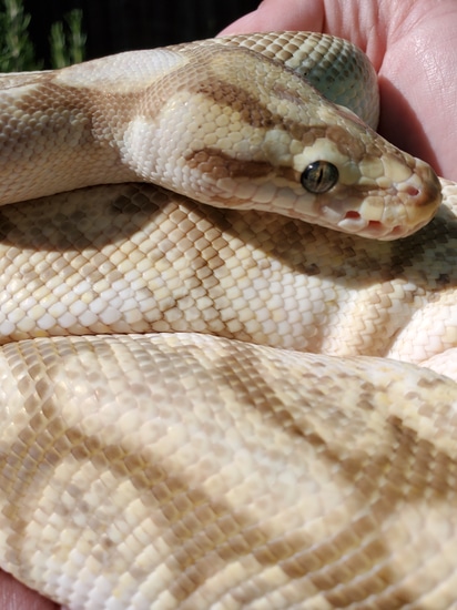 Nuclear Spider Yellowbelly Ball Python by R & L Reptile