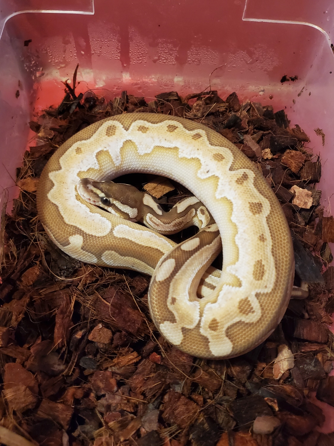 Cinnamon Enchi Lesser Calico Ball Python by R & L Reptile - MorphMarket
