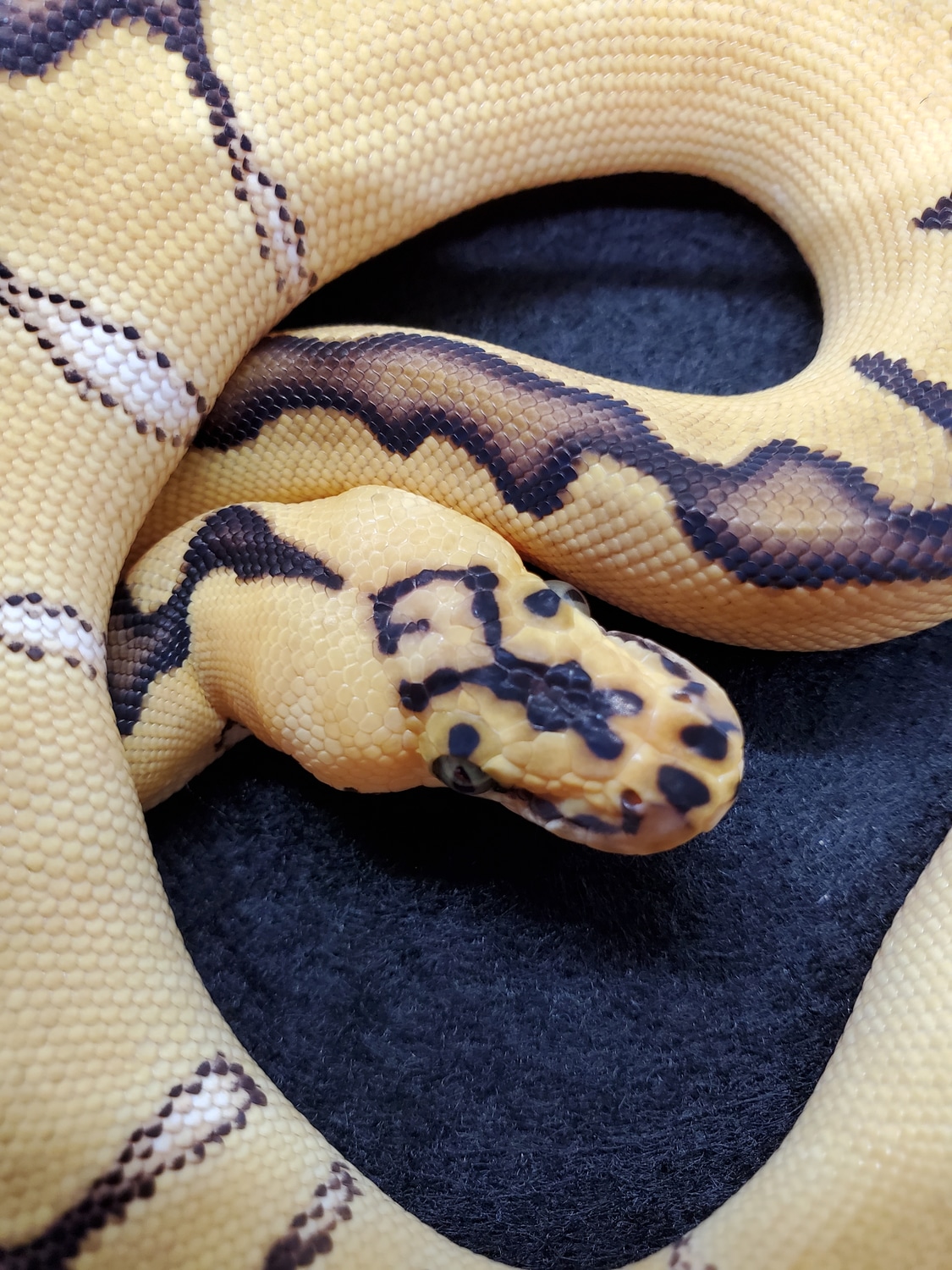 Enchi Pastel Blade Clown Ball Python by Ryan & Liz's Ball Pythons ...