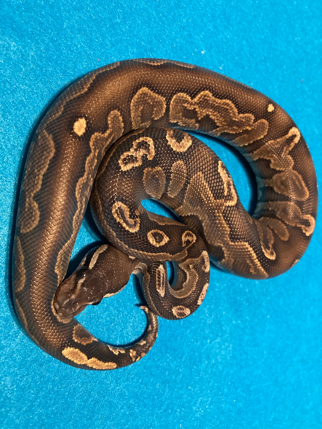 Black Pastel, GHI Ball Python by R & L Reptile - MorphMarket