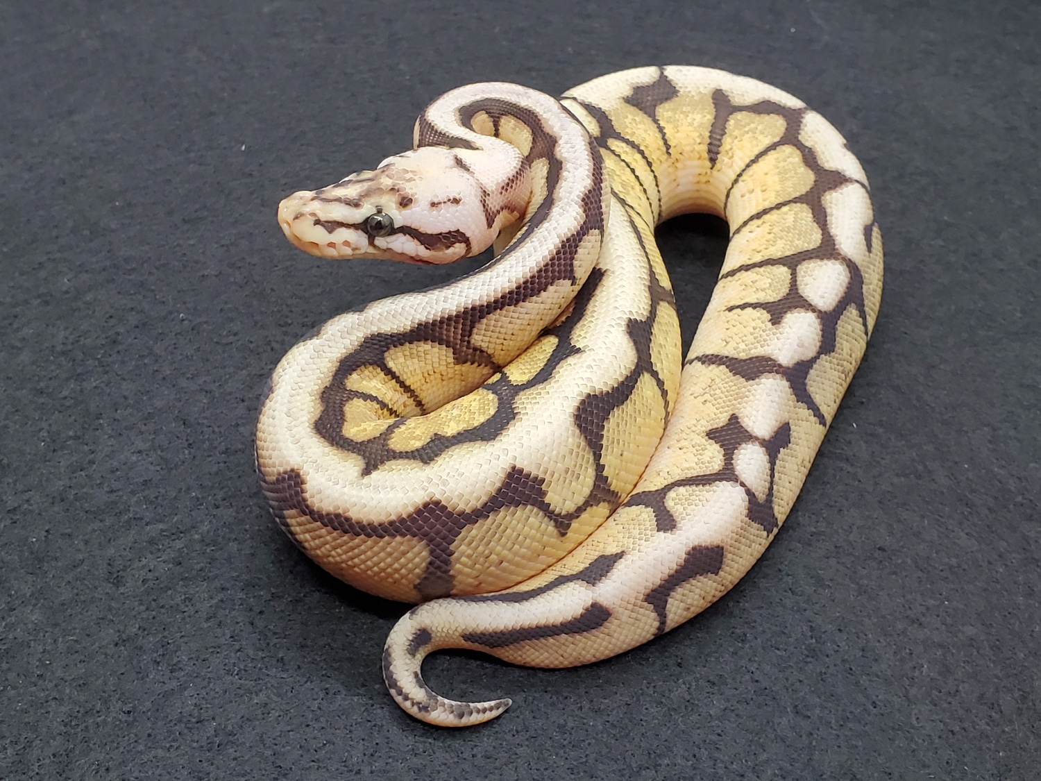 Cinder Enchi Pastel Spider Ball Python by R & L Reptile - MorphMarket