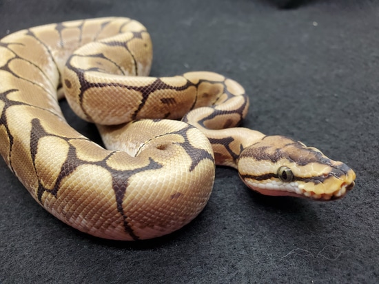 Spider Pos. Cinder Enchi Ball Python by R & L Reptile
