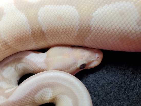 Orange Dream Fire Coral Glow Ball Python by R & L Reptile