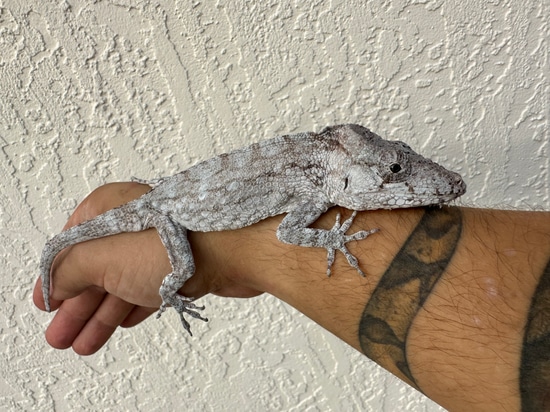 Cuban Bearded Anole (Anolis Barbatus) Rescue For Adoption by BB’s ...