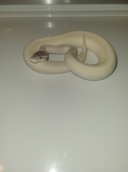 Super Mojave Ball Python by Slime Ball Reptiles