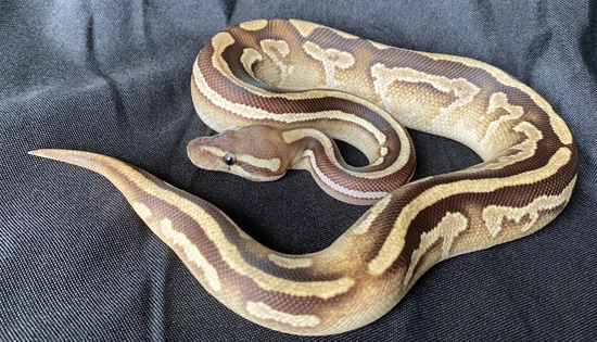 Leopard Mojave Het Pied Ball Python by B.A.R Reptiles