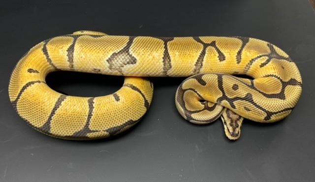 Phantom Pastel YB Spider Het Piebald PRICE DROP £150 Ball Python by ...