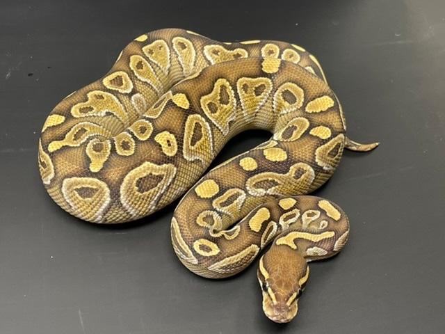 Blackhead Lesser Red & Ringer 100% Het Ghost Ball Python by Hognose.UK ...