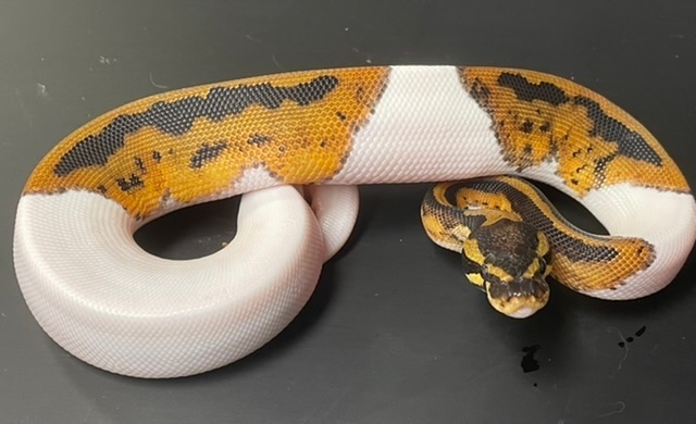 Blackhead Leopard Pied Ball Python by Hognose.UK - MorphMarket