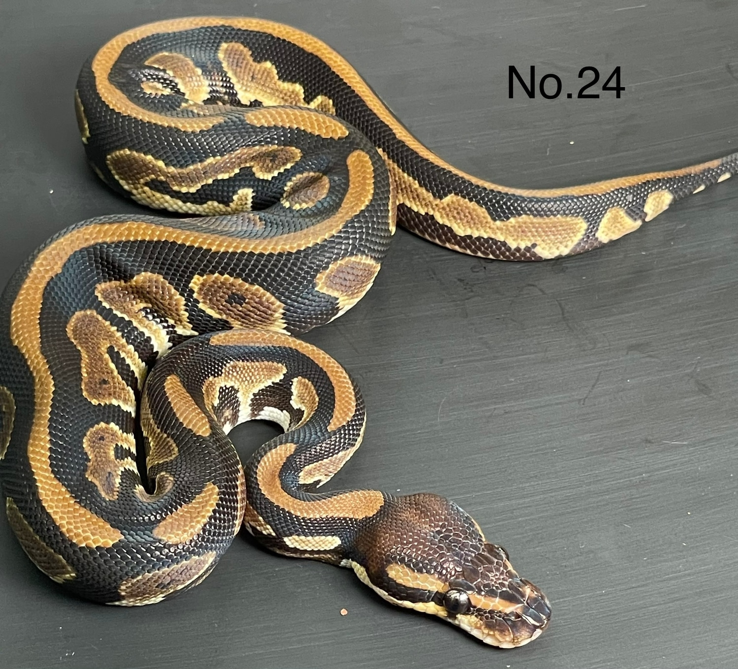 Blackhead 100% Het Pied Ball Python by Hognose.UK - MorphMarket