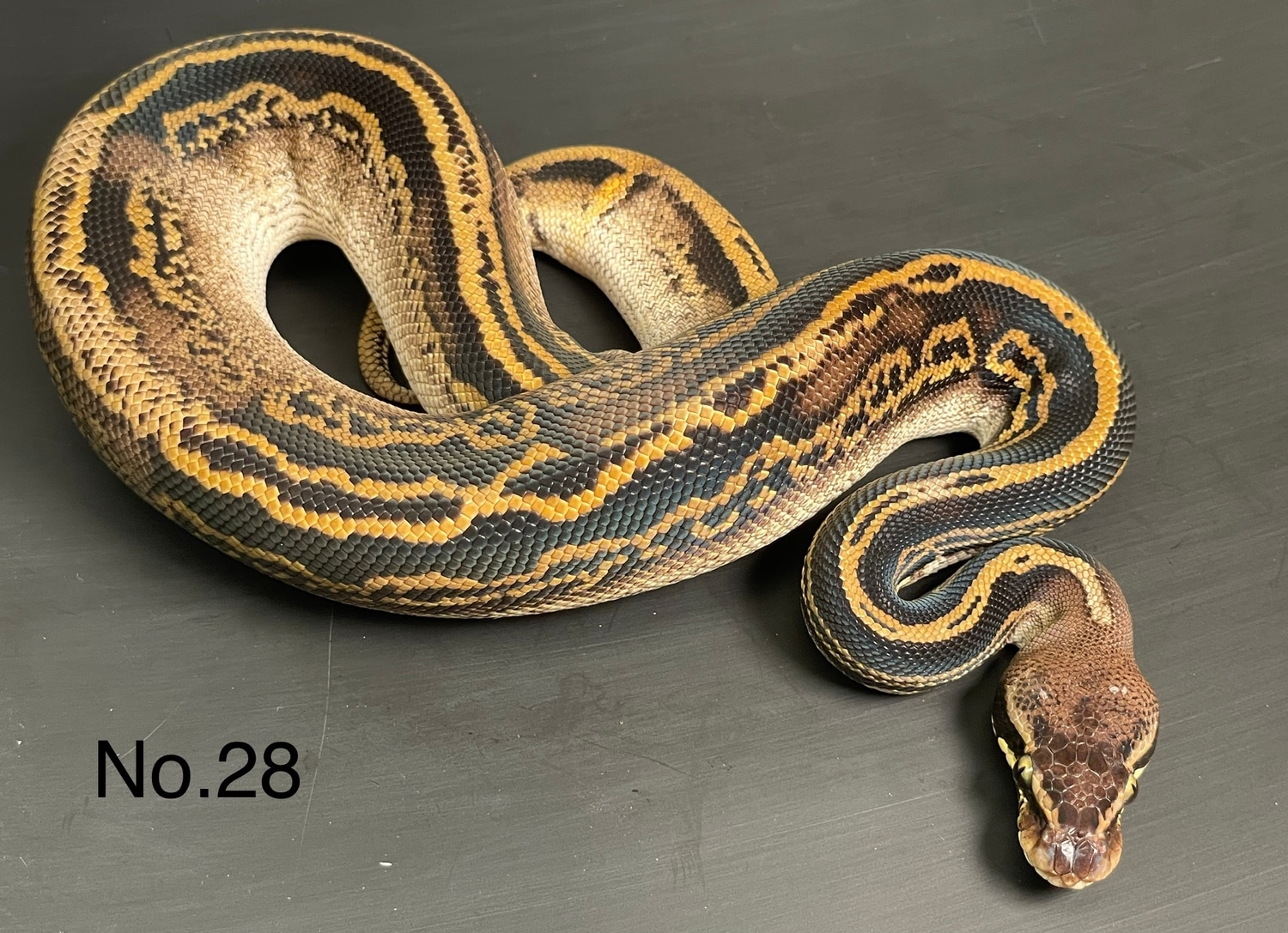 Blackhead Possible Super Leopard Poss Het Pied Ball Python by Hognose ...