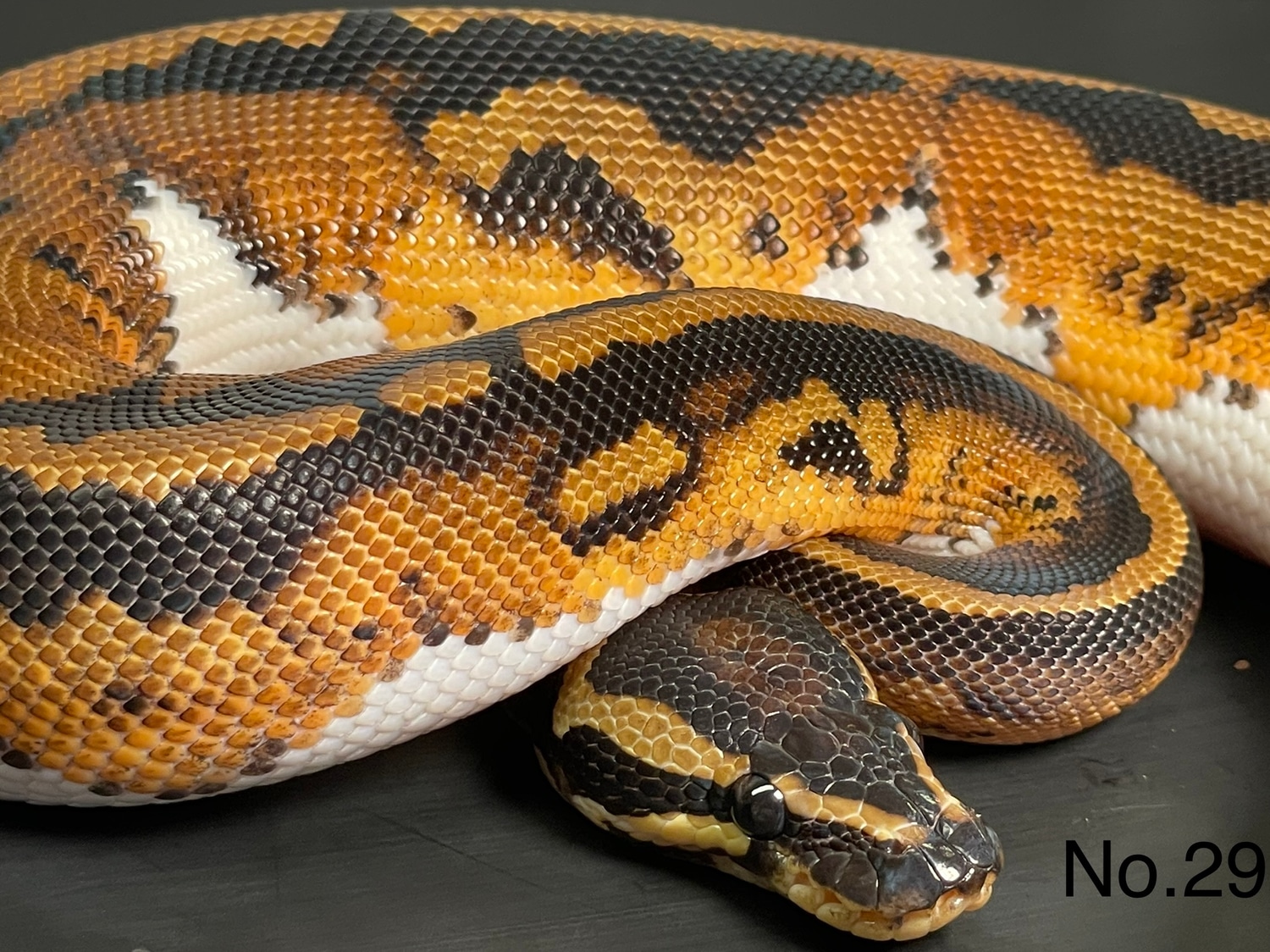 Blackhead Leopard Piebald Ball Python by Hognose.UK - MorphMarket