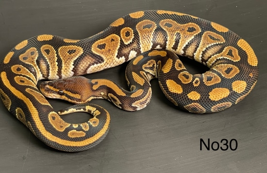 Mahogany 100% Het Clown Ball Python by Hognose.UK