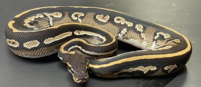 Blackhead Phantom HRA R&R Ball Python by Hognose.UK - MorphMarket