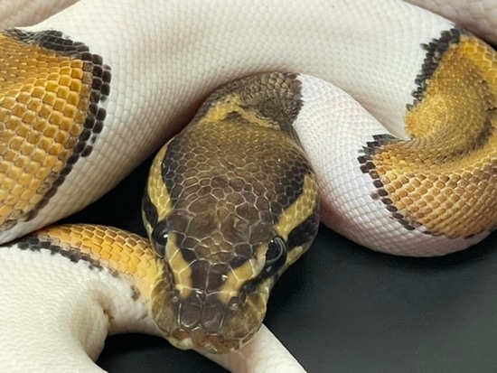 Leopard Phantom Pied Ball Python by Hognose.UK