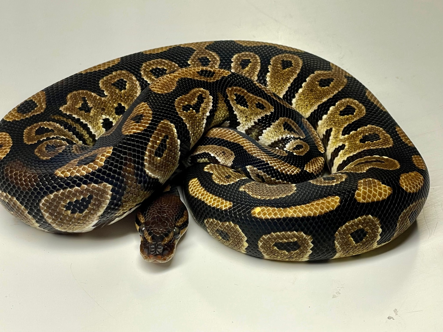 Blackhead 100% Het Clown Ball Python by Hognose.UK - MorphMarket