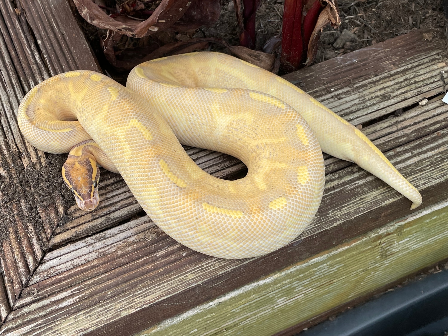 Enchi Highway Ball Python by Hognose.UK - MorphMarket