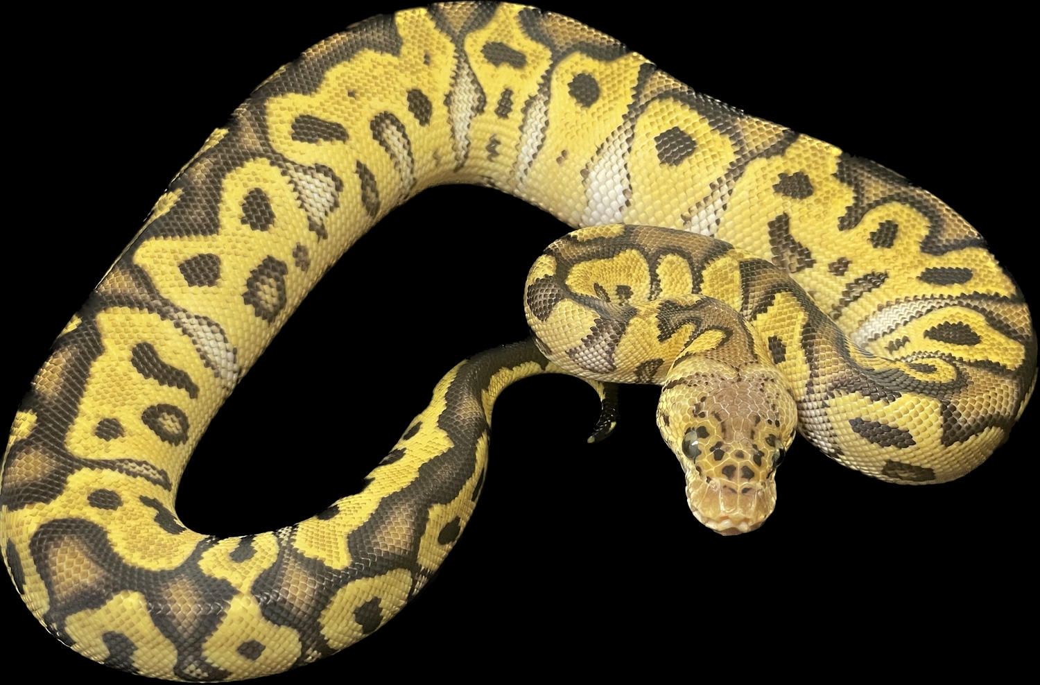 Female Pastel Chocolate Clown Ball Python by Hognose.UK - MorphMarket