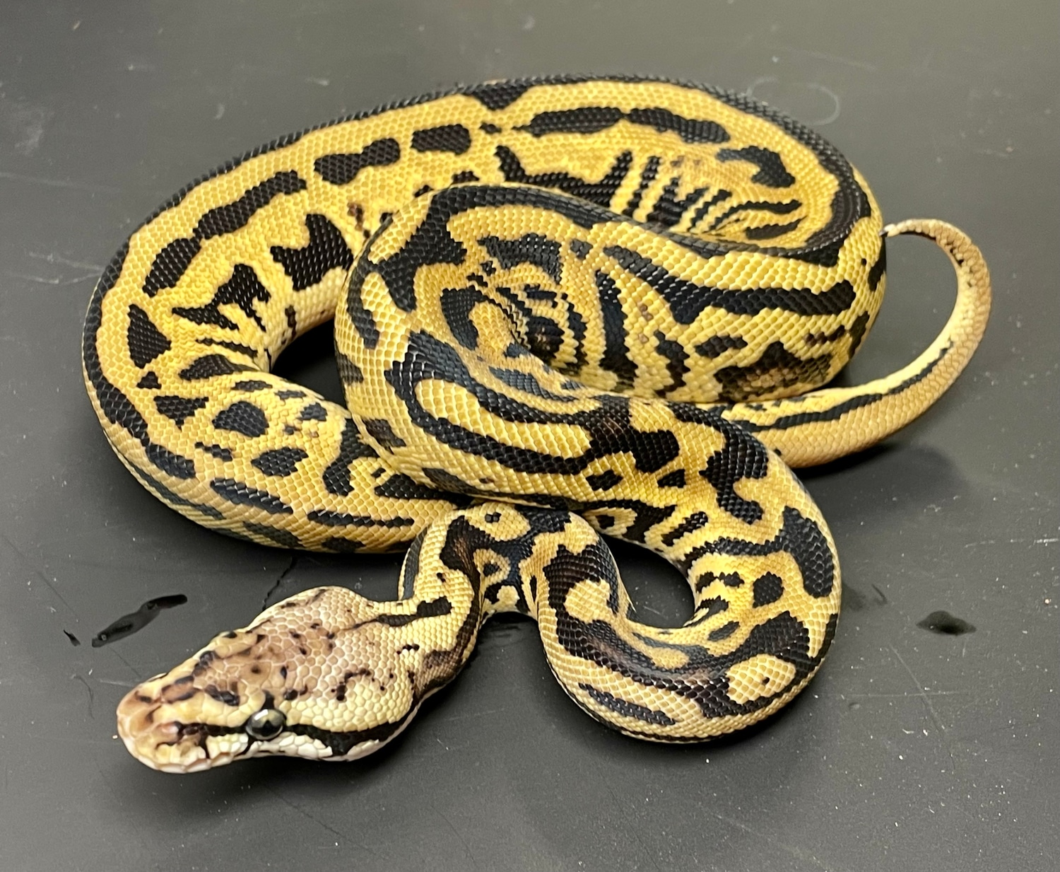 Female Volta Pastel Bruce Wayne Het Clown Ball Python by Hognose.UK ...