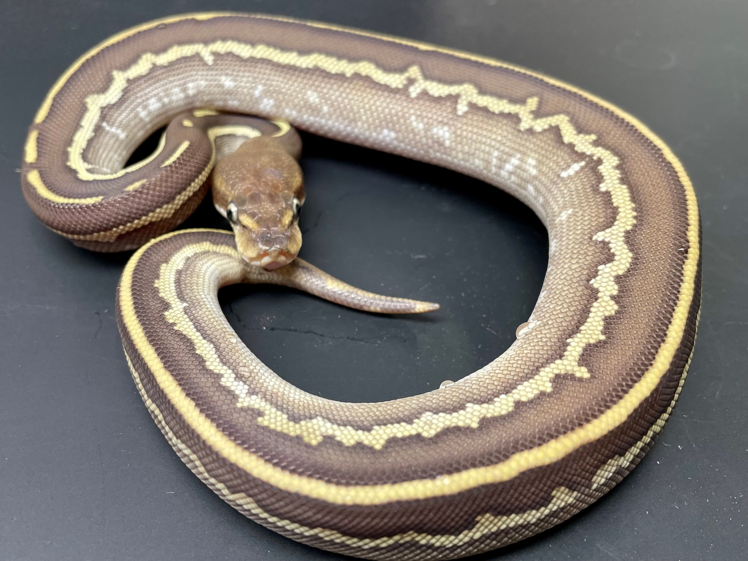Female Blackhead Lesser Leopard. Het Piebald Ball Python by Hognose.UK ...