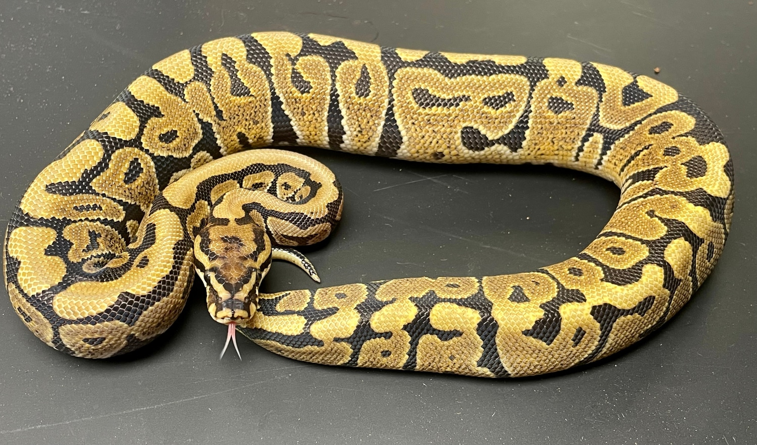 Female Spotnose Redstripe Het Clown Ball Python by Hognose.UK - MorphMarket