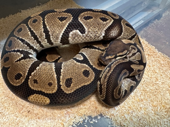 2020 Female Het Clown Ball Python by Hognose.UK