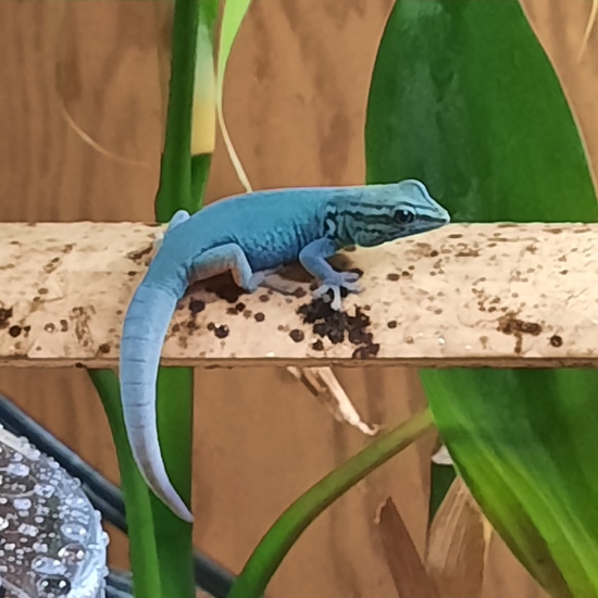 Lygodactylus Williamsi - Young Adult Male (RTB) Day Gecko by Ollie's ...