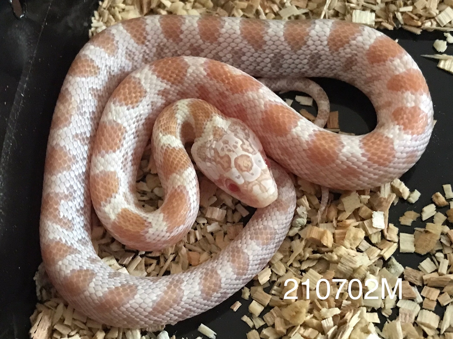 Saffron Miami Corn Snake by Cody's Corn Snakes - MorphMarket