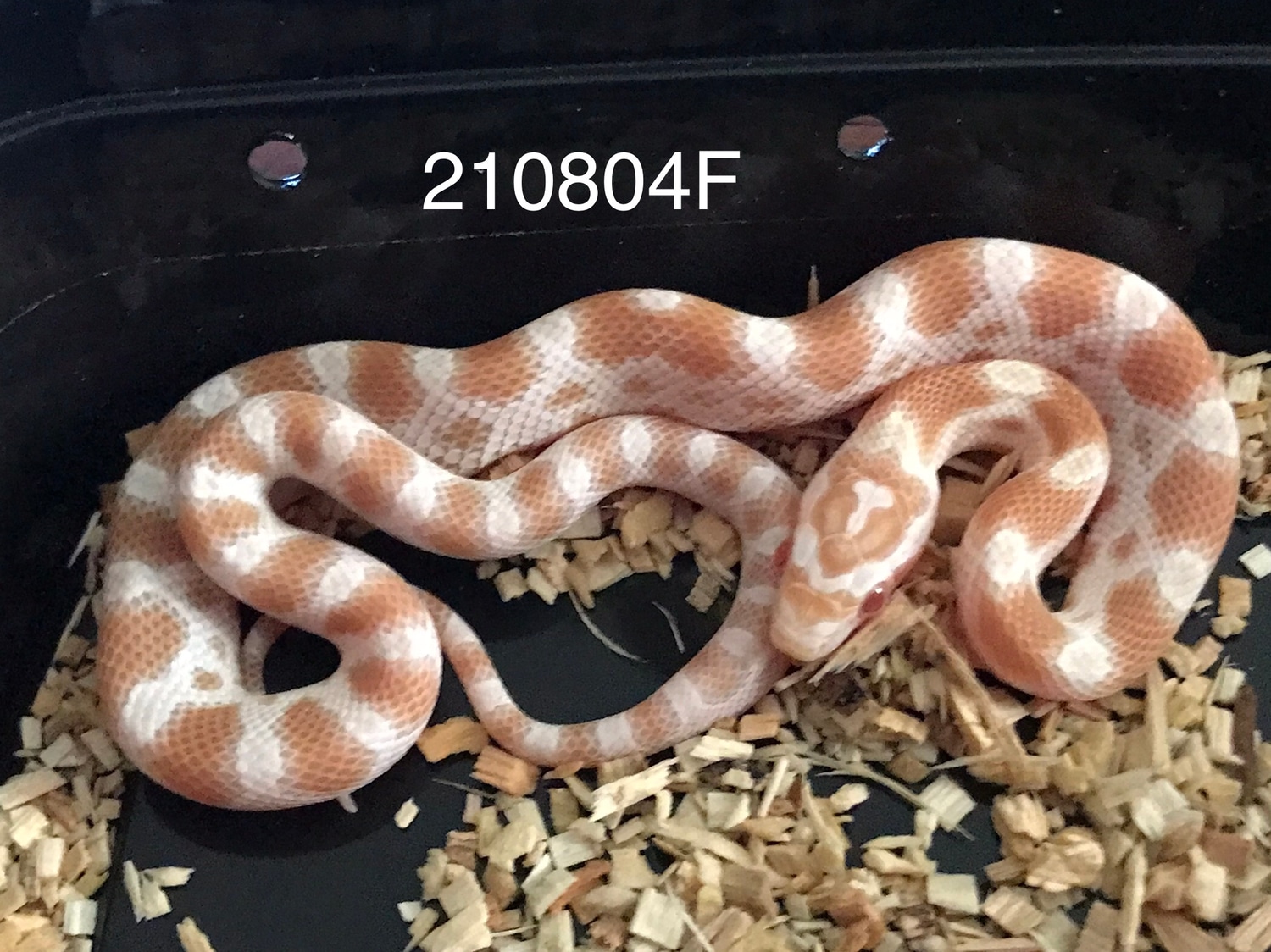 High White Butter Corn Snake by Cody's Corn Snakes - MorphMarket USA
