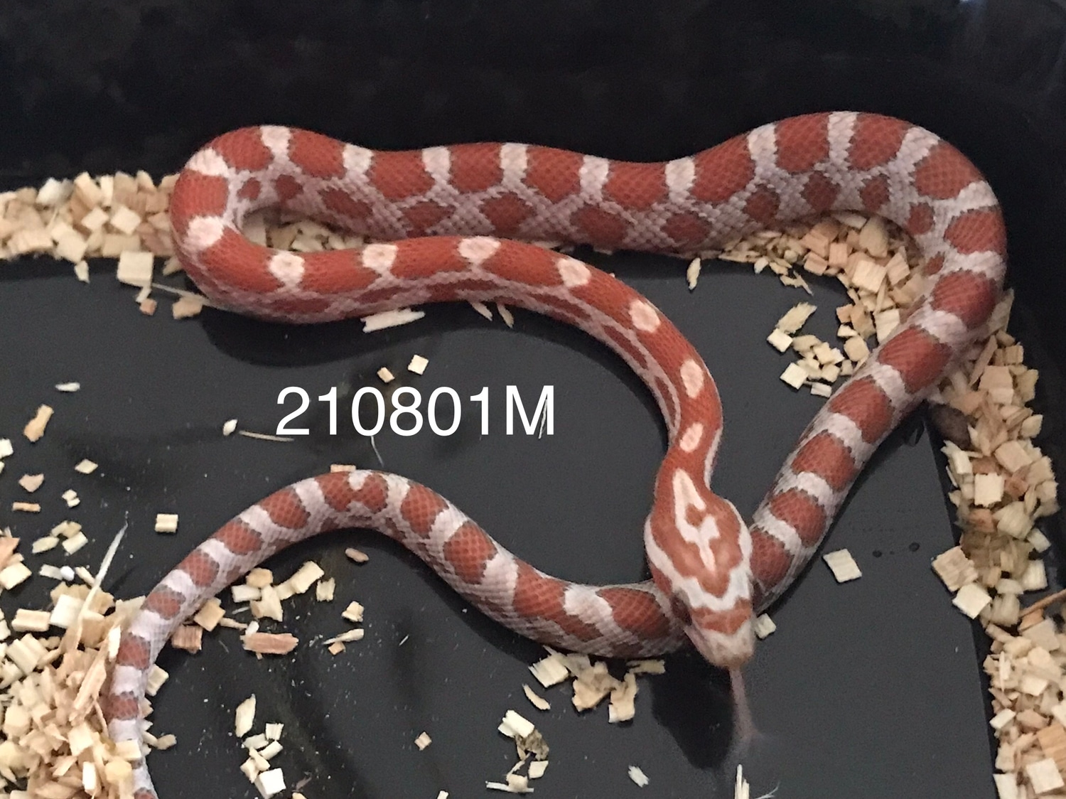 Ultramel Corn Snake by Cody's Corn Snakes - MorphMarket