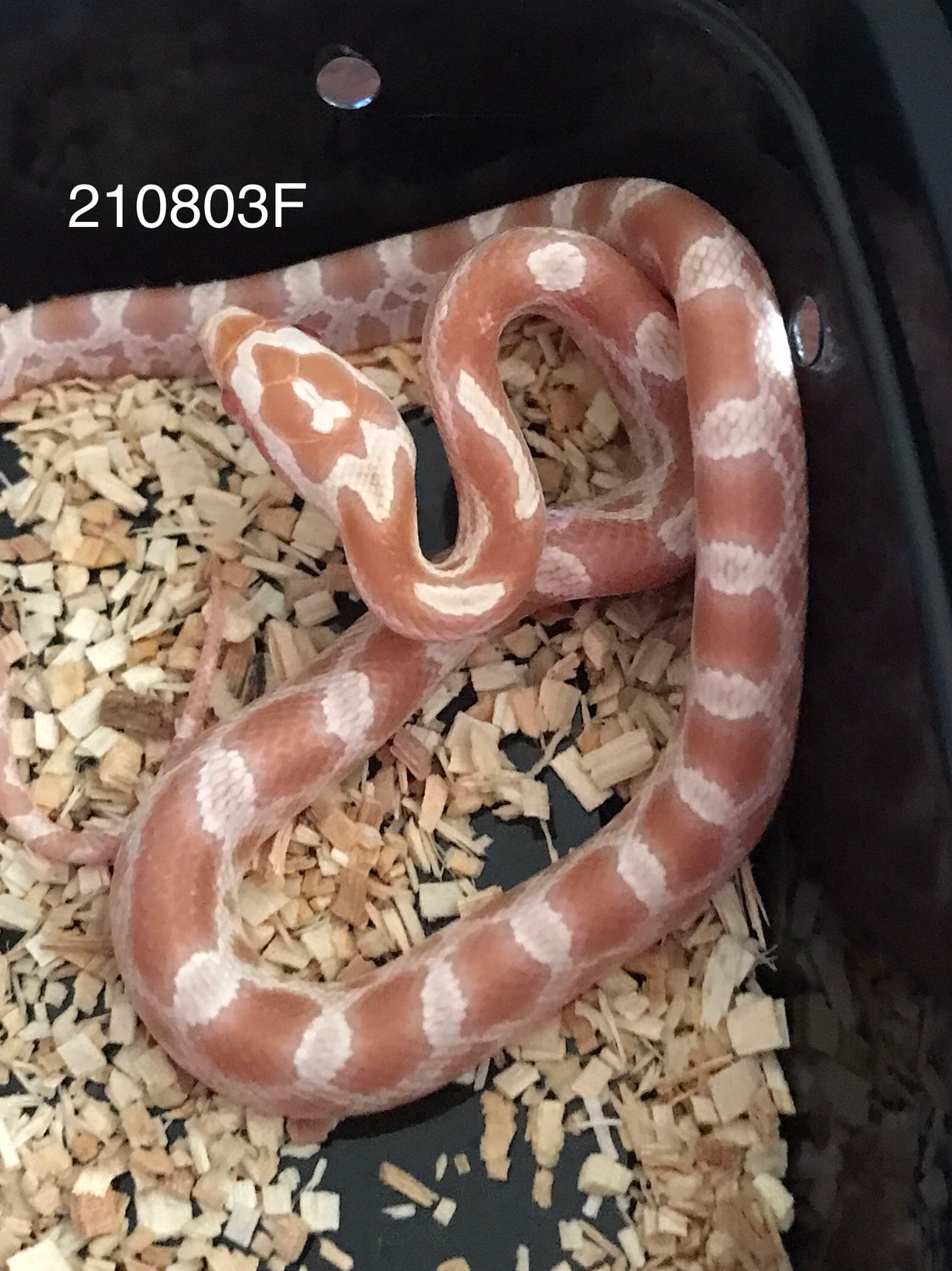 High White Butter Corn Snake by Cody's Corn Snakes - MorphMarket