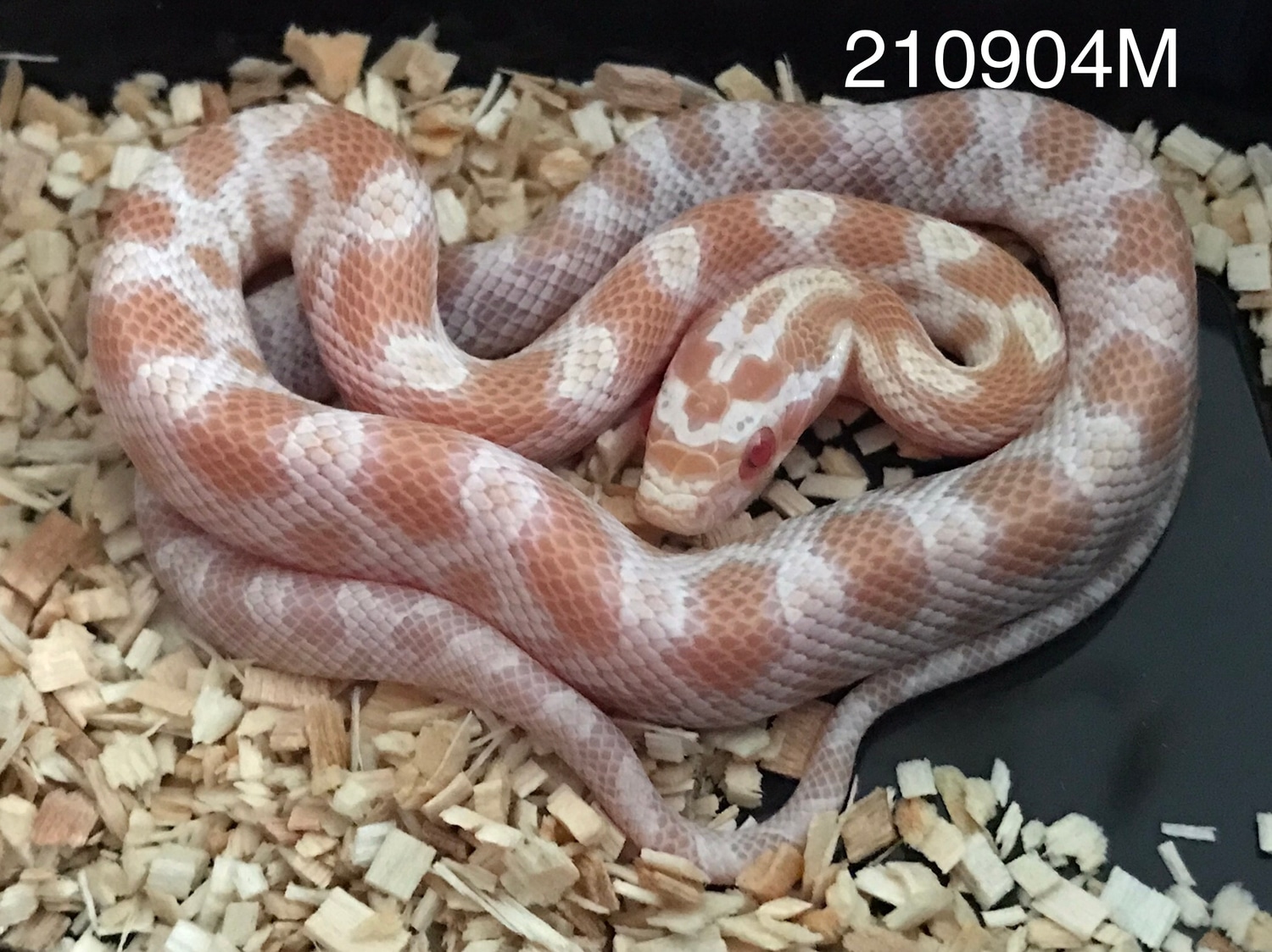Butter Corn Snake by Cody's Corn Snakes - MorphMarket
